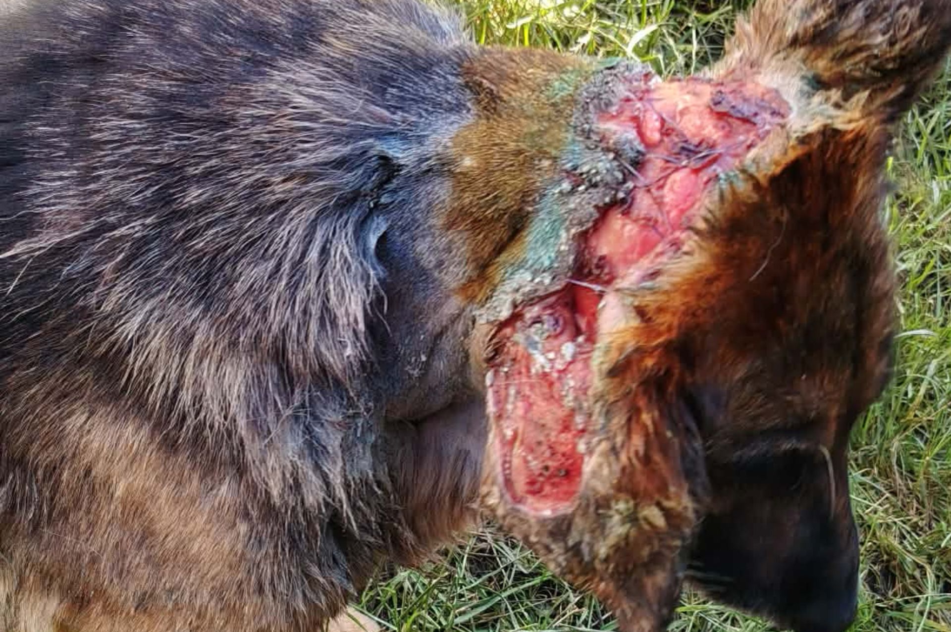 Trooper the German Shepherd Was Dumped at a Roadside, Left to Die With ...